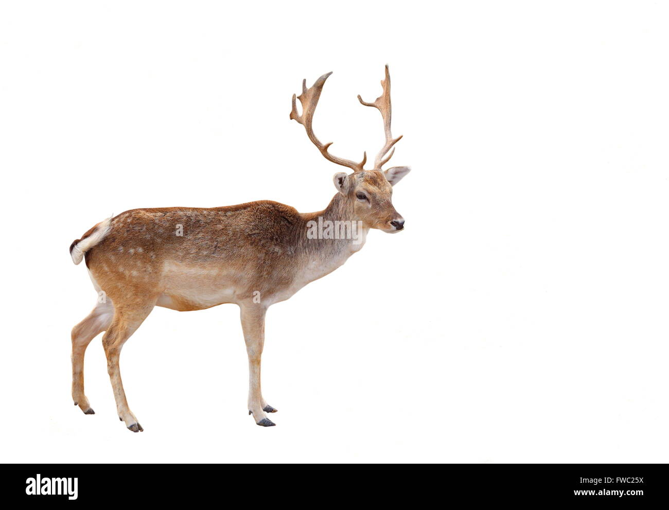 Wild reindeer animal in Cut Out Stock Images & Pictures - Alamy