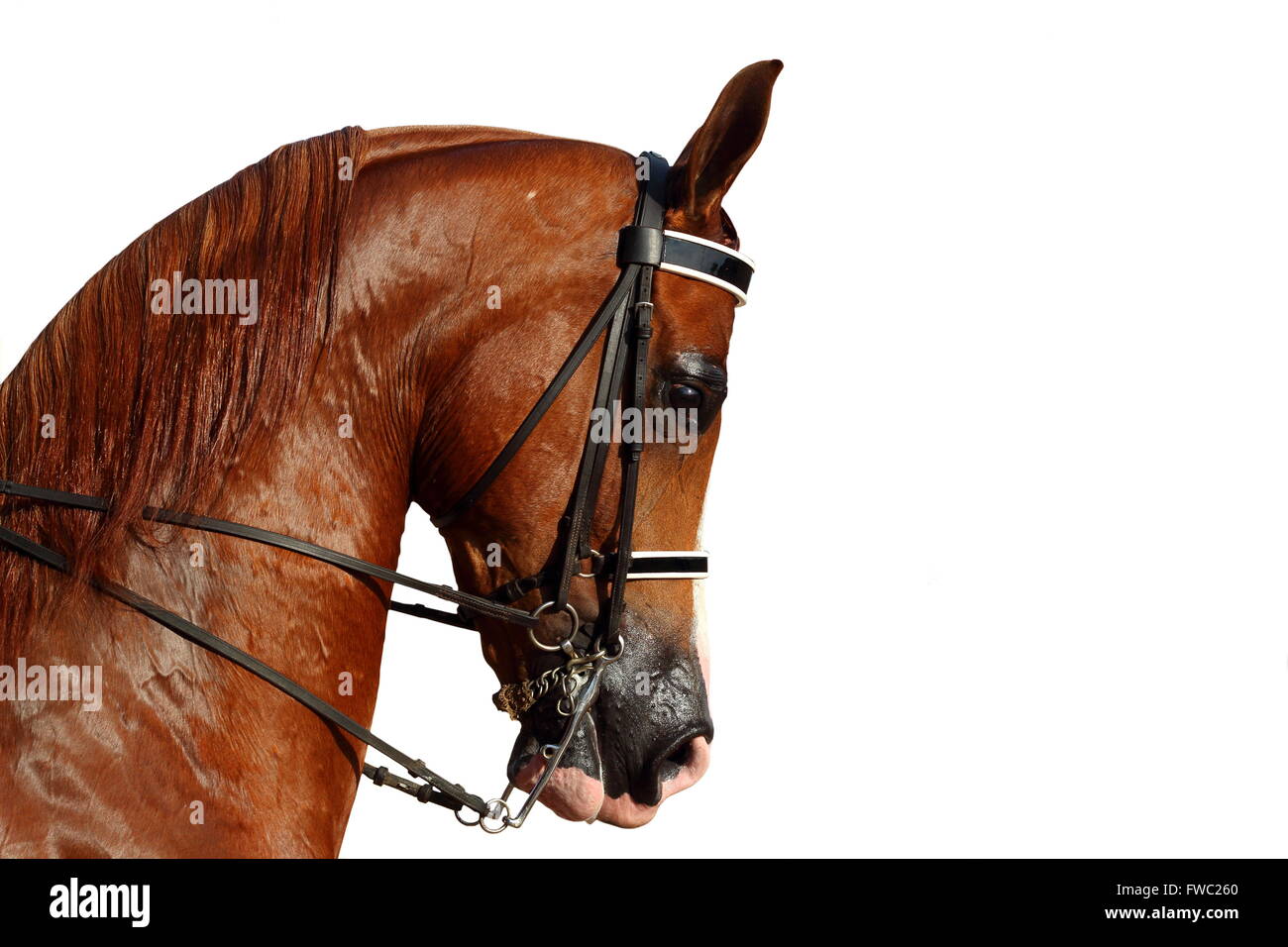 Arabian Horse – Close up of a Arabian horse isolated on white ...