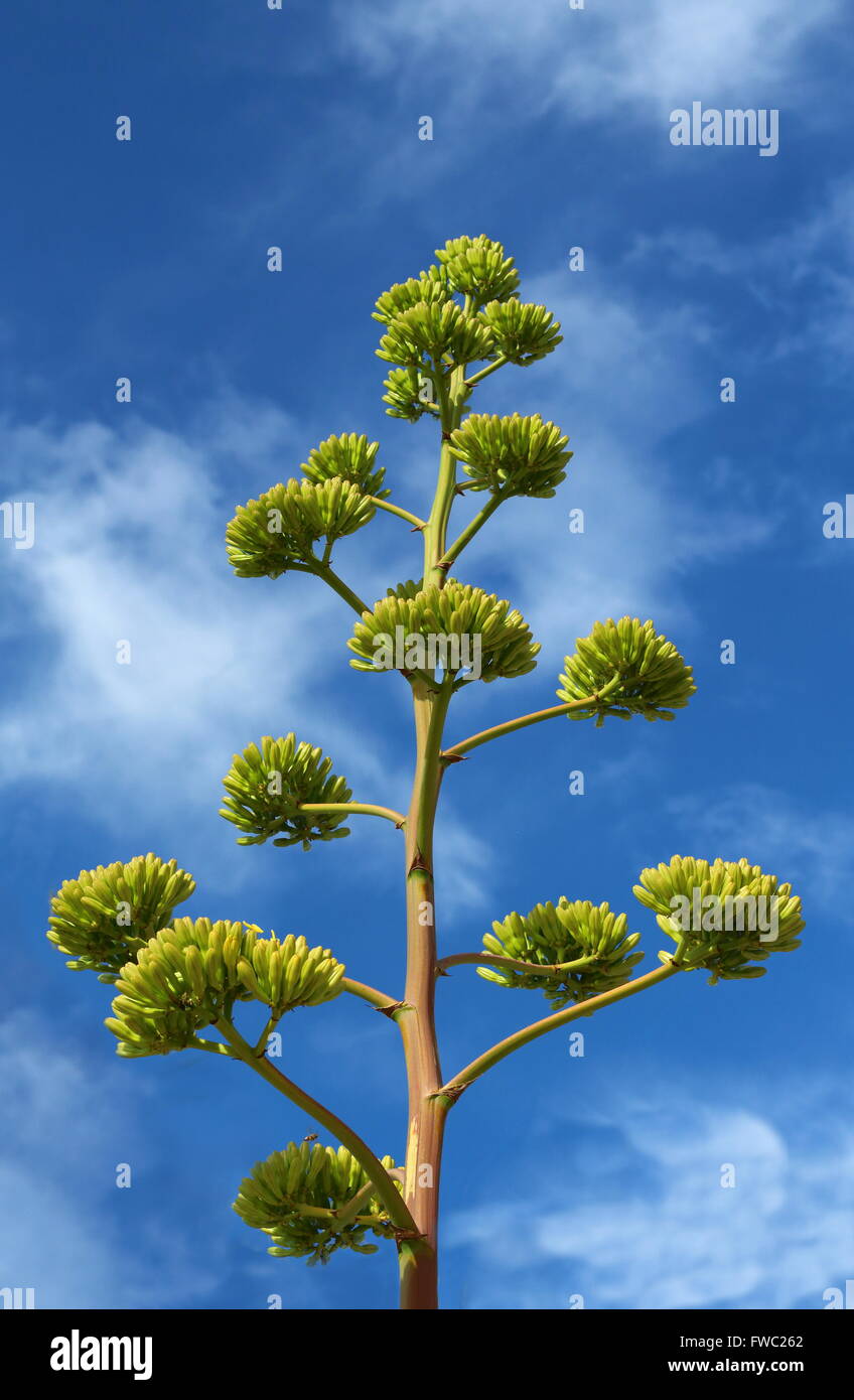 Agave Flower – Agave (Agave Americana) flower against blue sky with ...