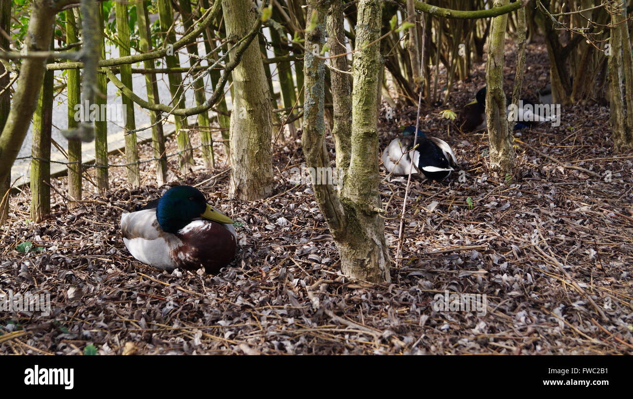 Mallard ducks hiding in the hedgerow Stock Photo - Alamy