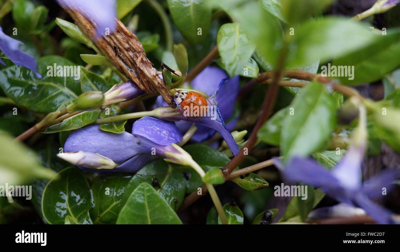 Ladybird ladybug, orange with faint black spots on purple Periwinkle ...