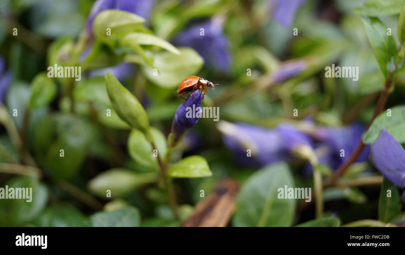 Ladybird ladybug on a purple Periwinkle flower after a rain storm Stock ...