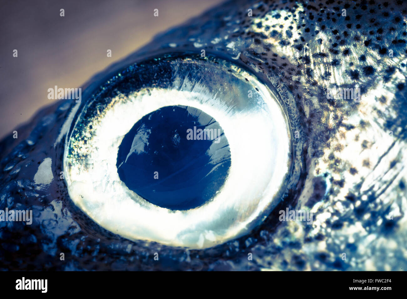 Fish eye close up hi-res stock photography and images - Alamy