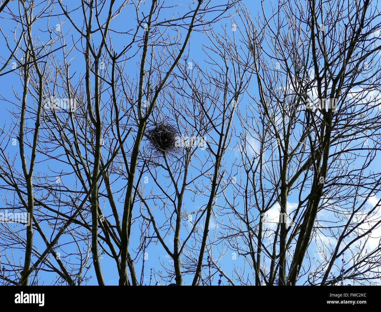 Nest Trees High Resolution Stock Photography and Images - Alamy