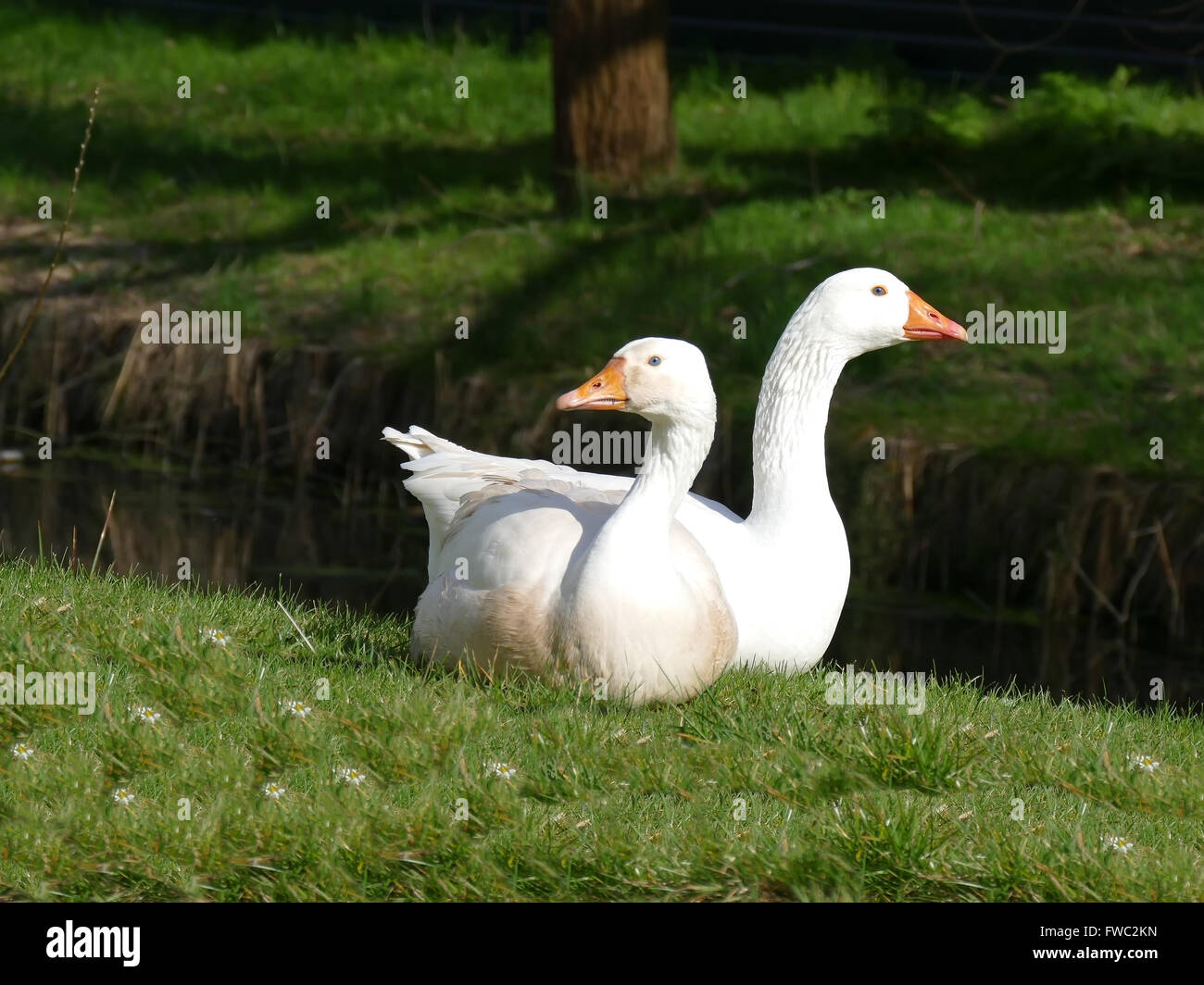 White geese hi-res stock photography and images - Alamy