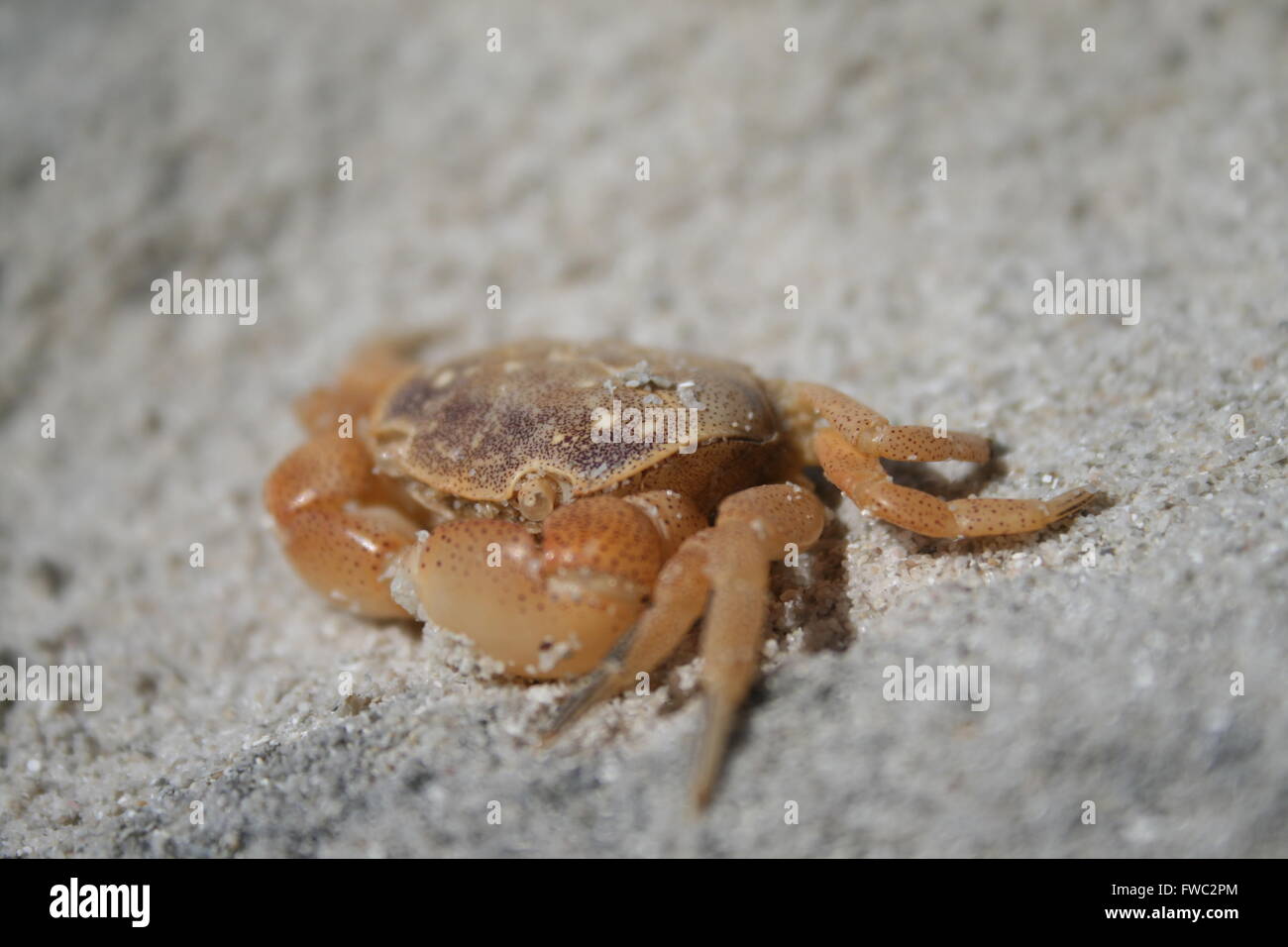 Close up of a crab exoskeleton Stock Photo - Alamy