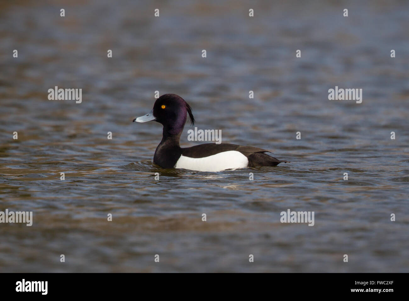 Tufted Duck, a common duck of Britain and Europe Stock Photo - Alamy