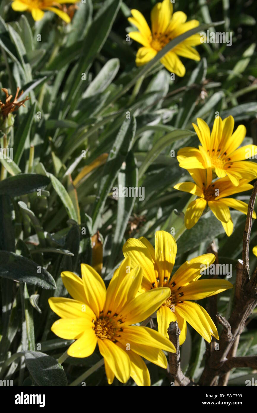 Yellow daisies hi-res stock photography and images - Alamy