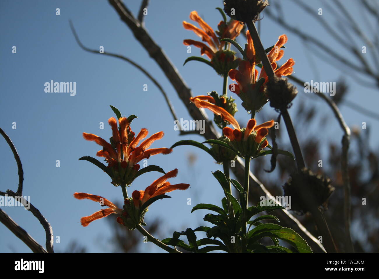African sunbirds hi-res stock photography and images - Alamy