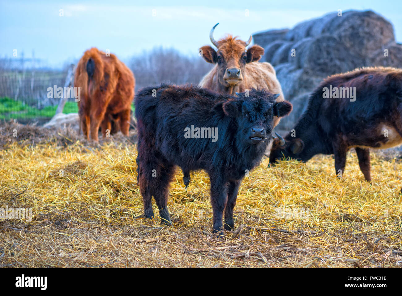 black calf (meat breed) at farm Stock Photo - Alamy