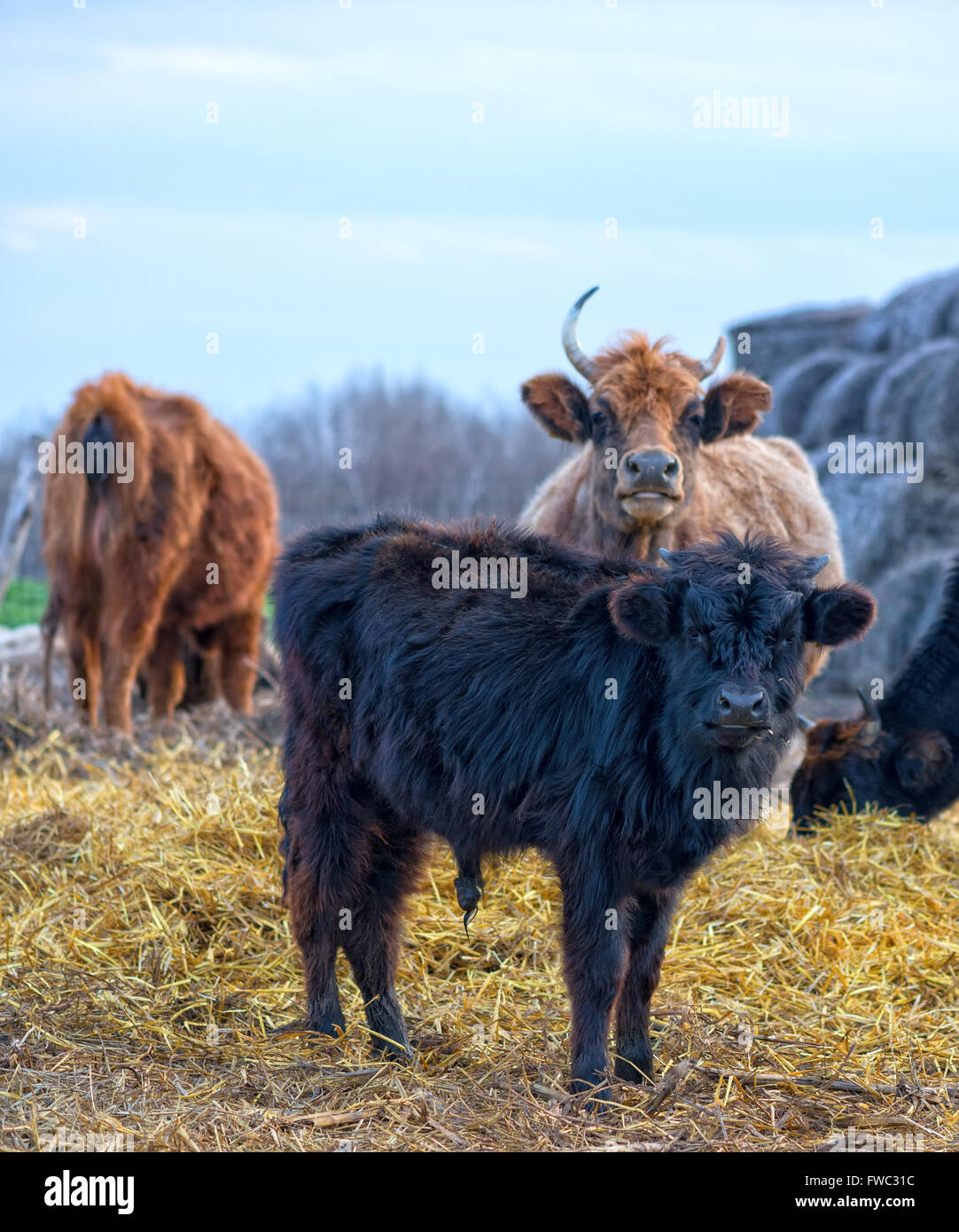 Black calf hi-res stock photography and images - Alamy