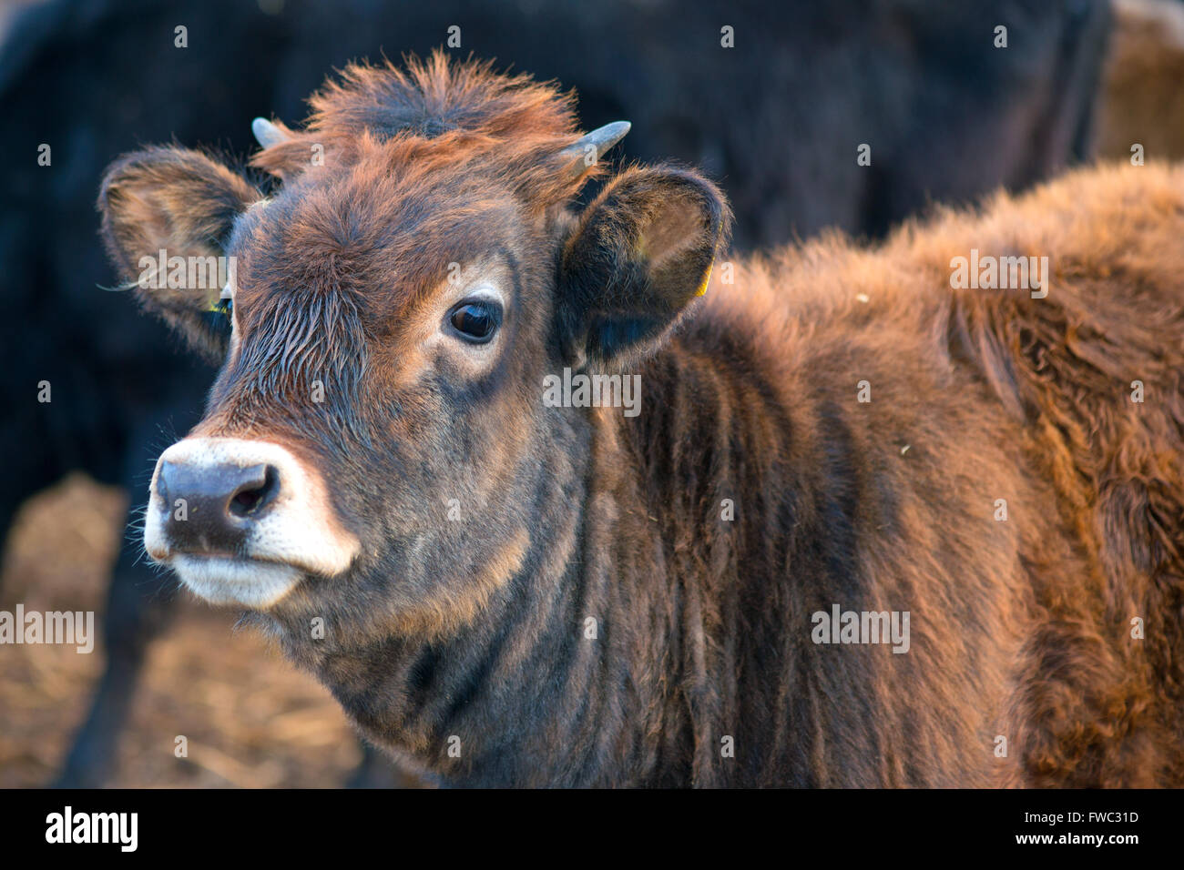 Angus calf cow bull hi-res stock photography and images - Alamy