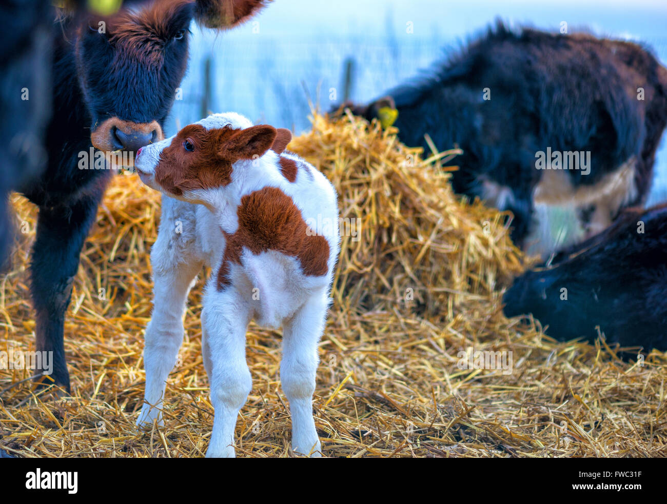 Emotional moment between Cow and calf Stock Photo - Alamy