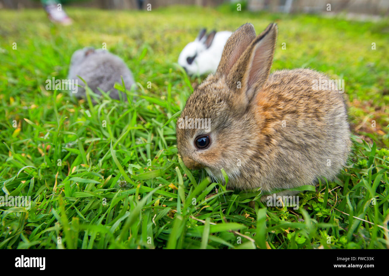 Lots of Rabbit in a green grass Stock Photo - Alamy