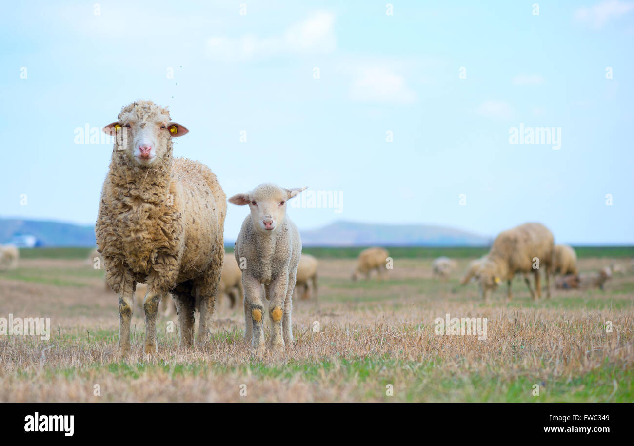 Tender of sheep hi-res stock photography and images - Alamy