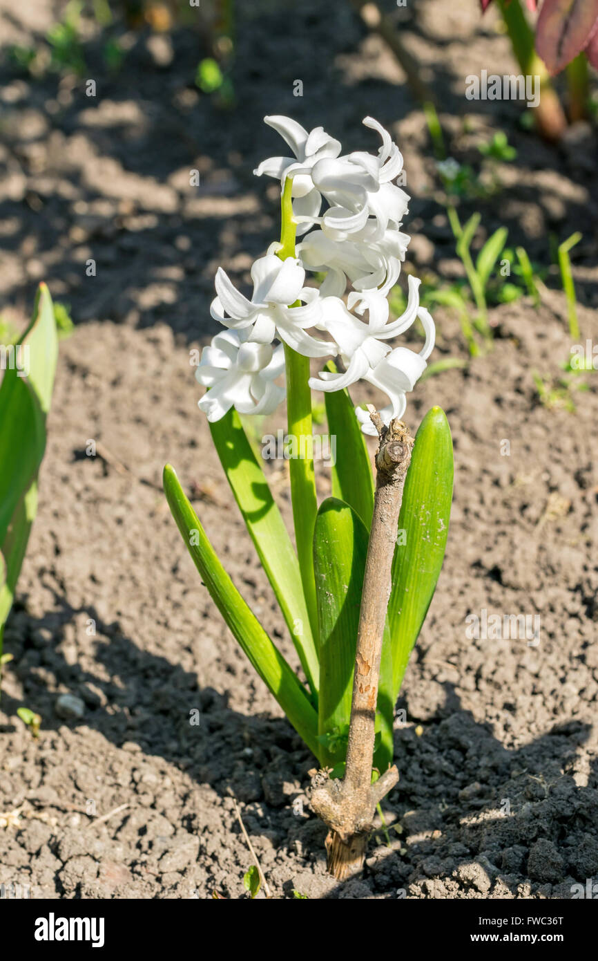 Hyacinthus white hi-res stock photography and images - Alamy