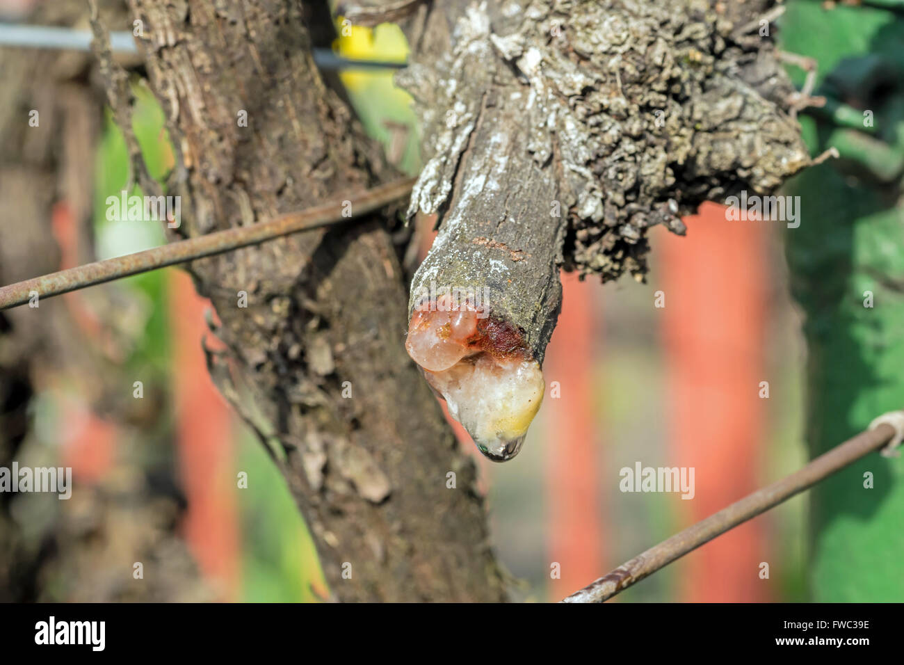 "Bleeding" or "crying" grapevine Stock Photo - Alamy
