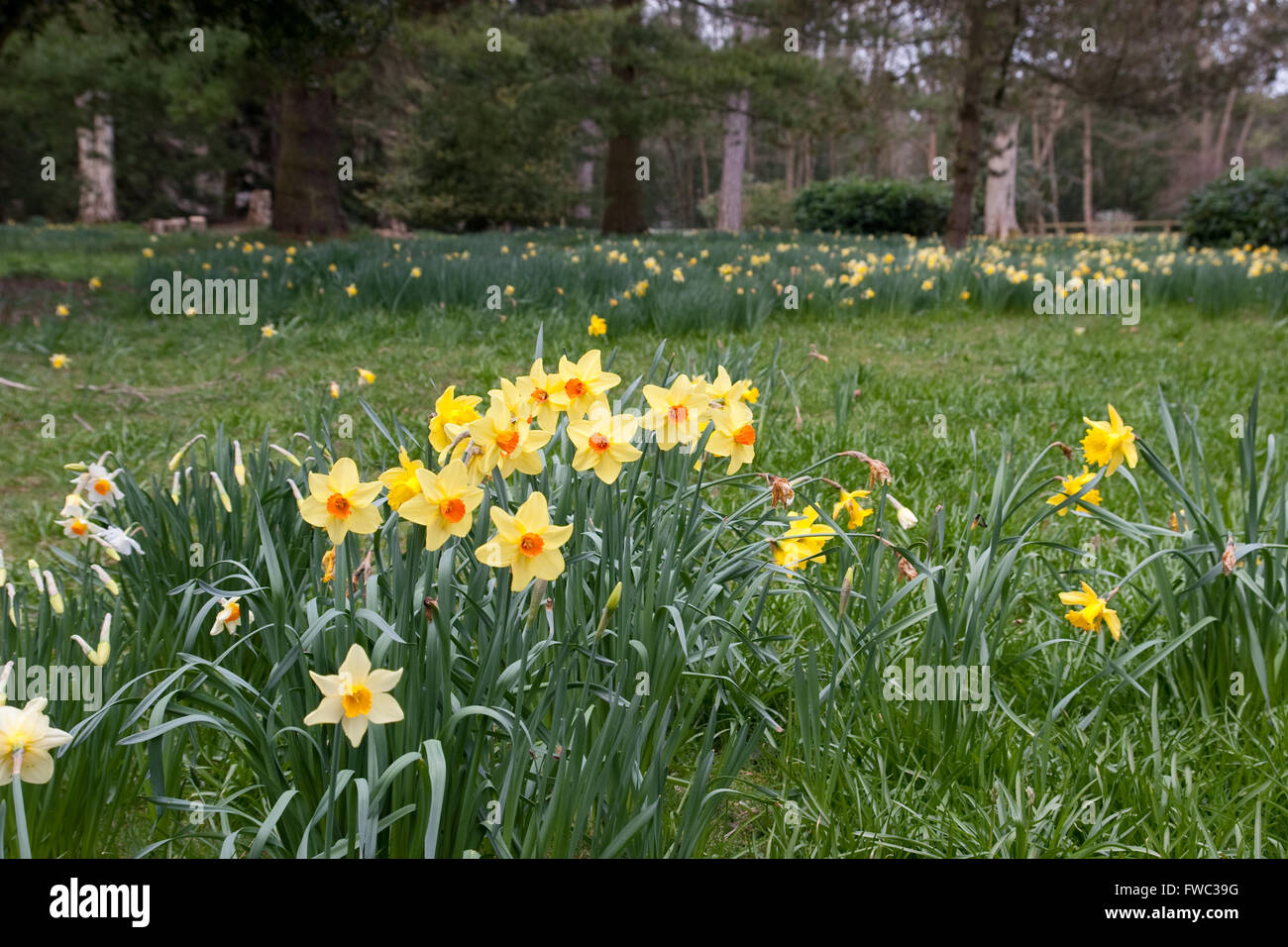 Daffodils in the foreground in a woodland setting Stock Photo - Alamy