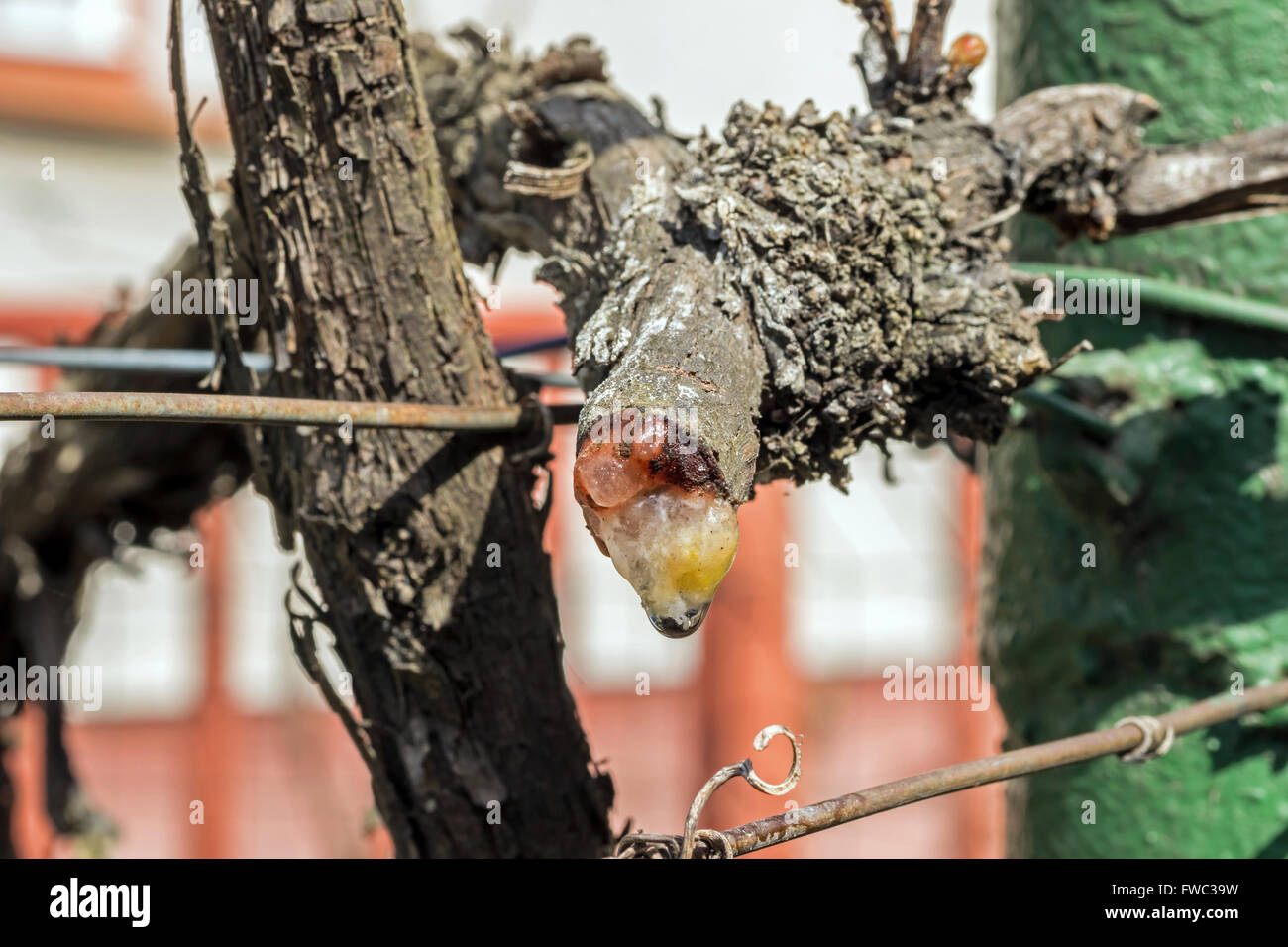Grapevine pruning hi-res stock photography and images - Alamy