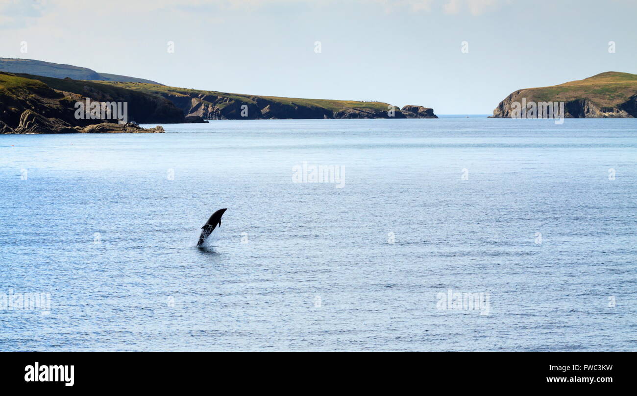 A Bottle Nose Dolphin leaps from the water near Mwnt beach, Cardigan ...