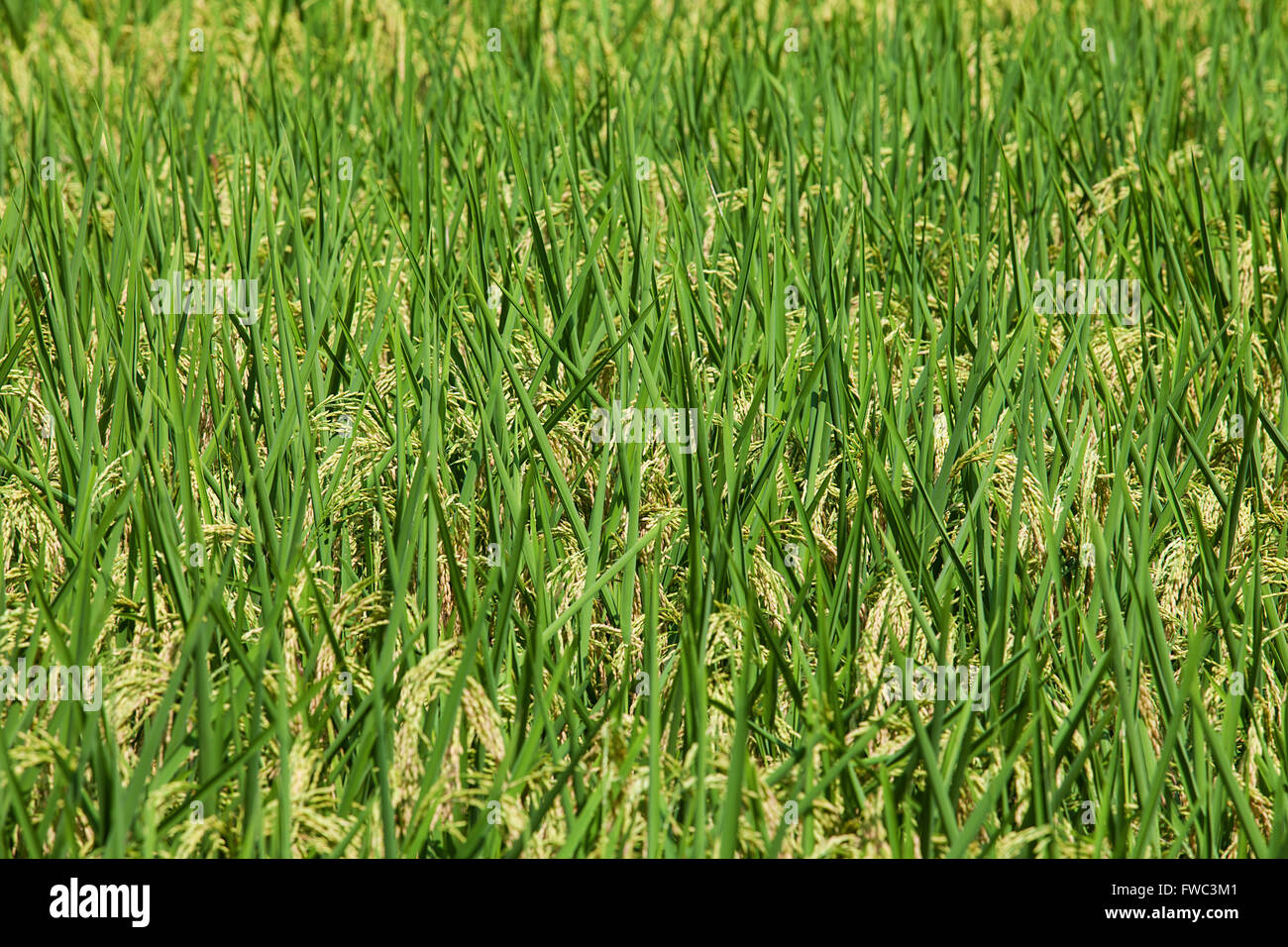Rice field background landscape Stock Photo - Alamy