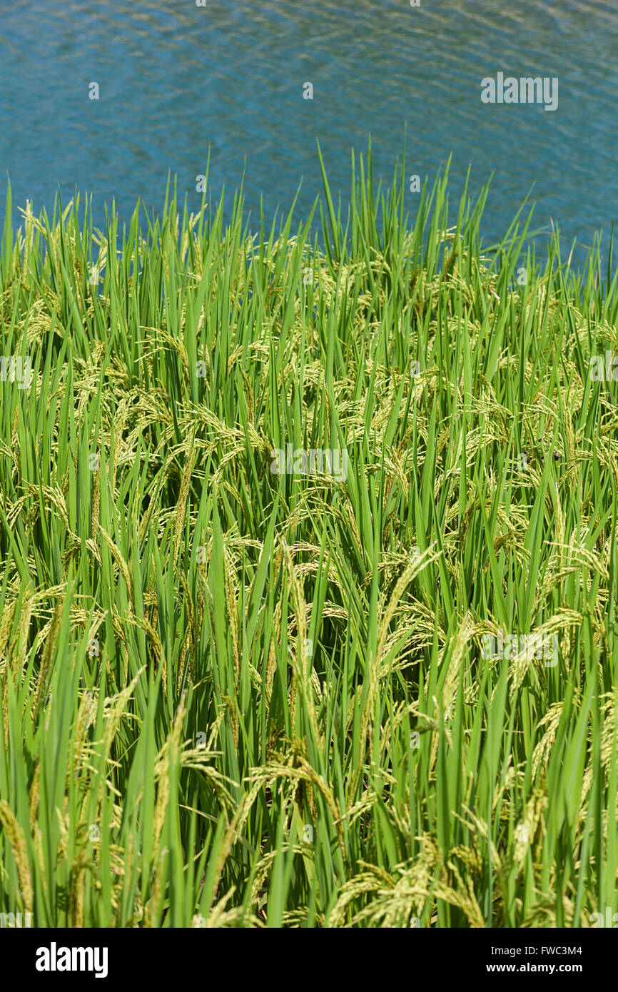 Rice field background landscape Stock Photo - Alamy