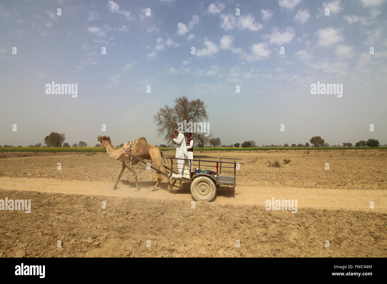 Two traditionally dressed men ride a camel cart through the semi desert ...