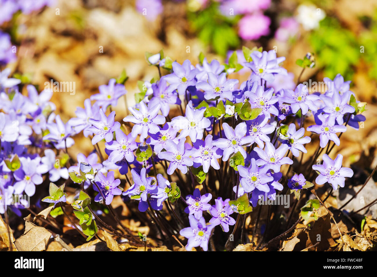 Hepatica blooming in a forest Stock Photo - Alamy