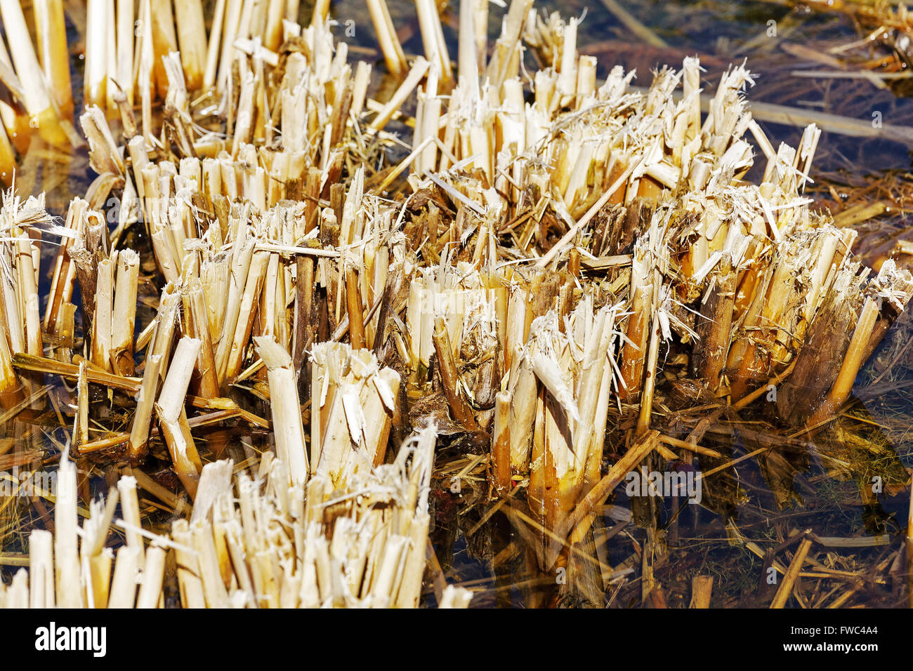 Reed cut hi-res stock photography and images - Alamy