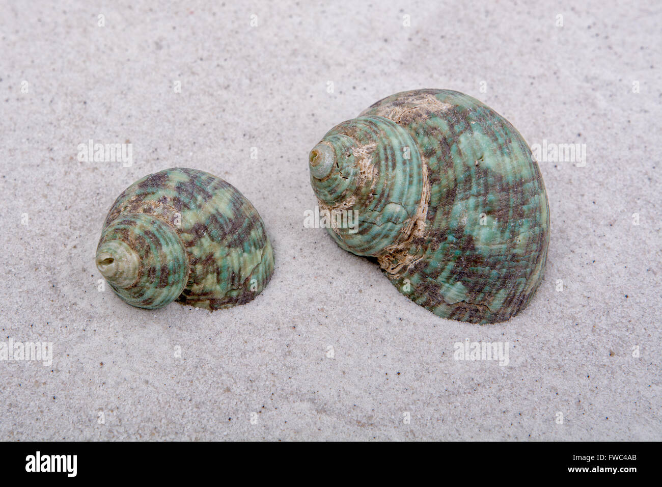 Sea shells on a grey sand background Stock Photo - Alamy