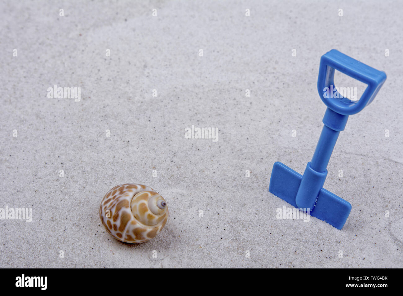 Marine shell and blue scoop on a grey sand background Stock Photo - Alamy