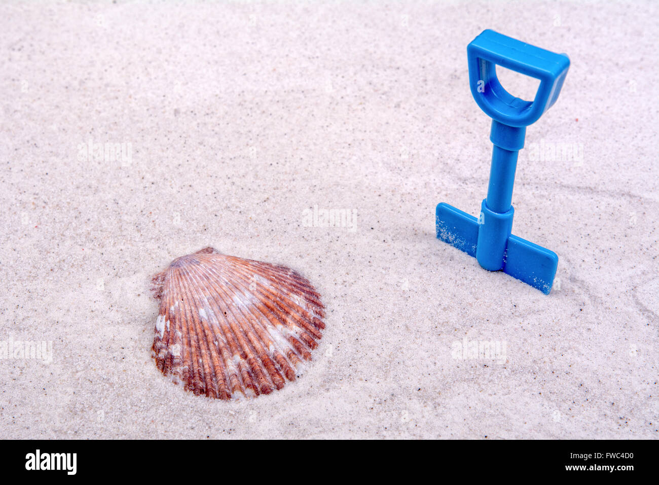 Marine shell and blue scoop on a grey sand background Stock Photo - Alamy