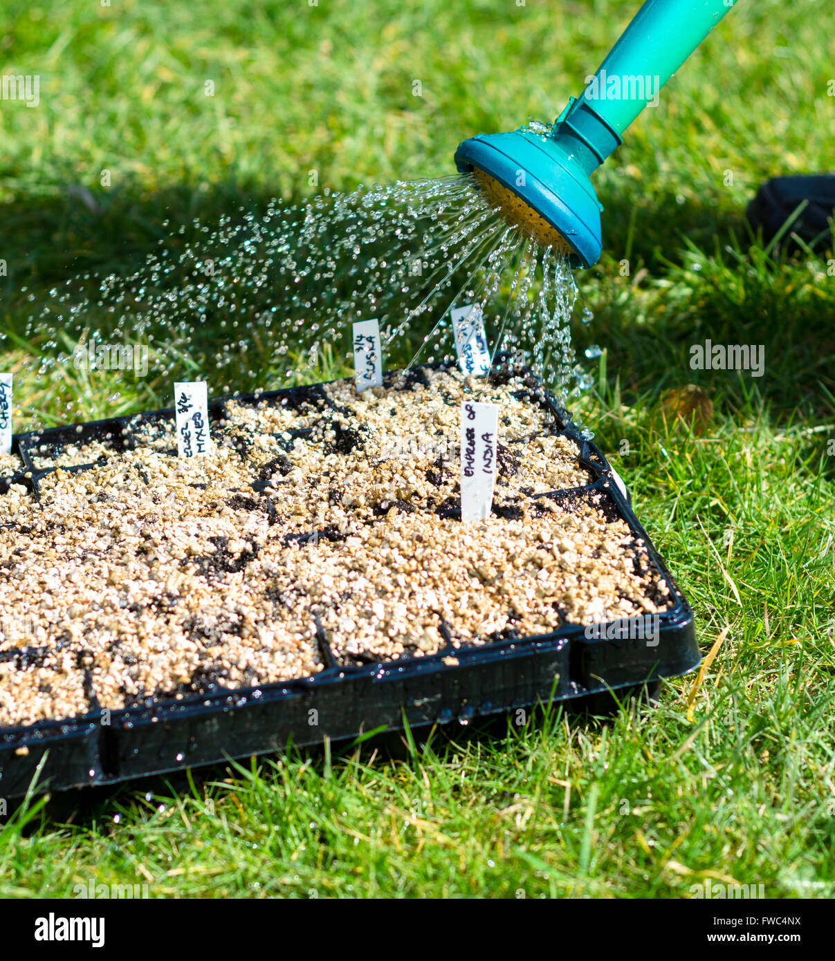 Planting Grass Seeds In Spring at Pauline Dane blog