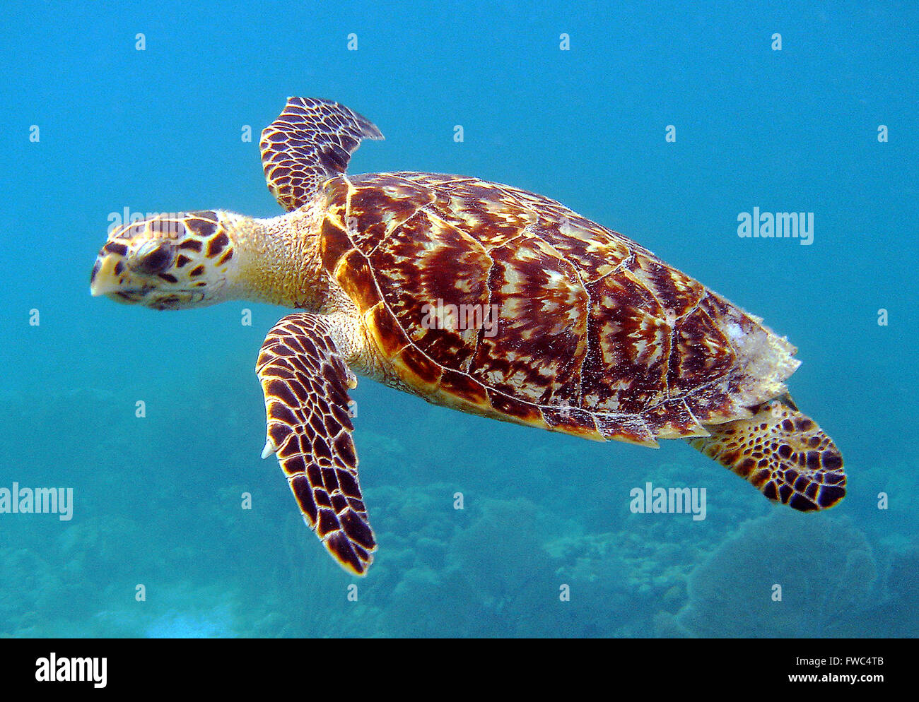 A Hawksbill Sea Turtle swimming underneath the sea at the off the coast ...