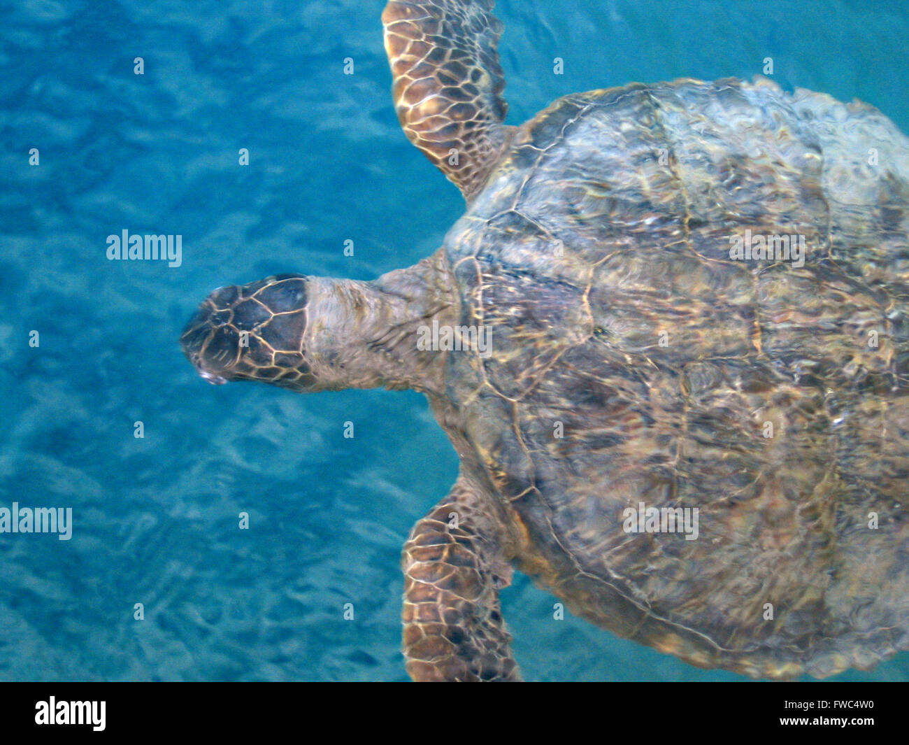 A Green sea turtle swimming underneath the sea at the Midway Atoll ...