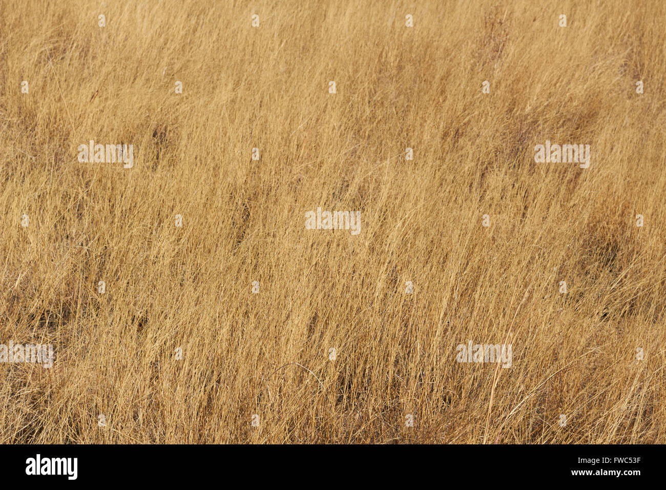 Rangeland High Resolution Stock Photography and Images - Alamy