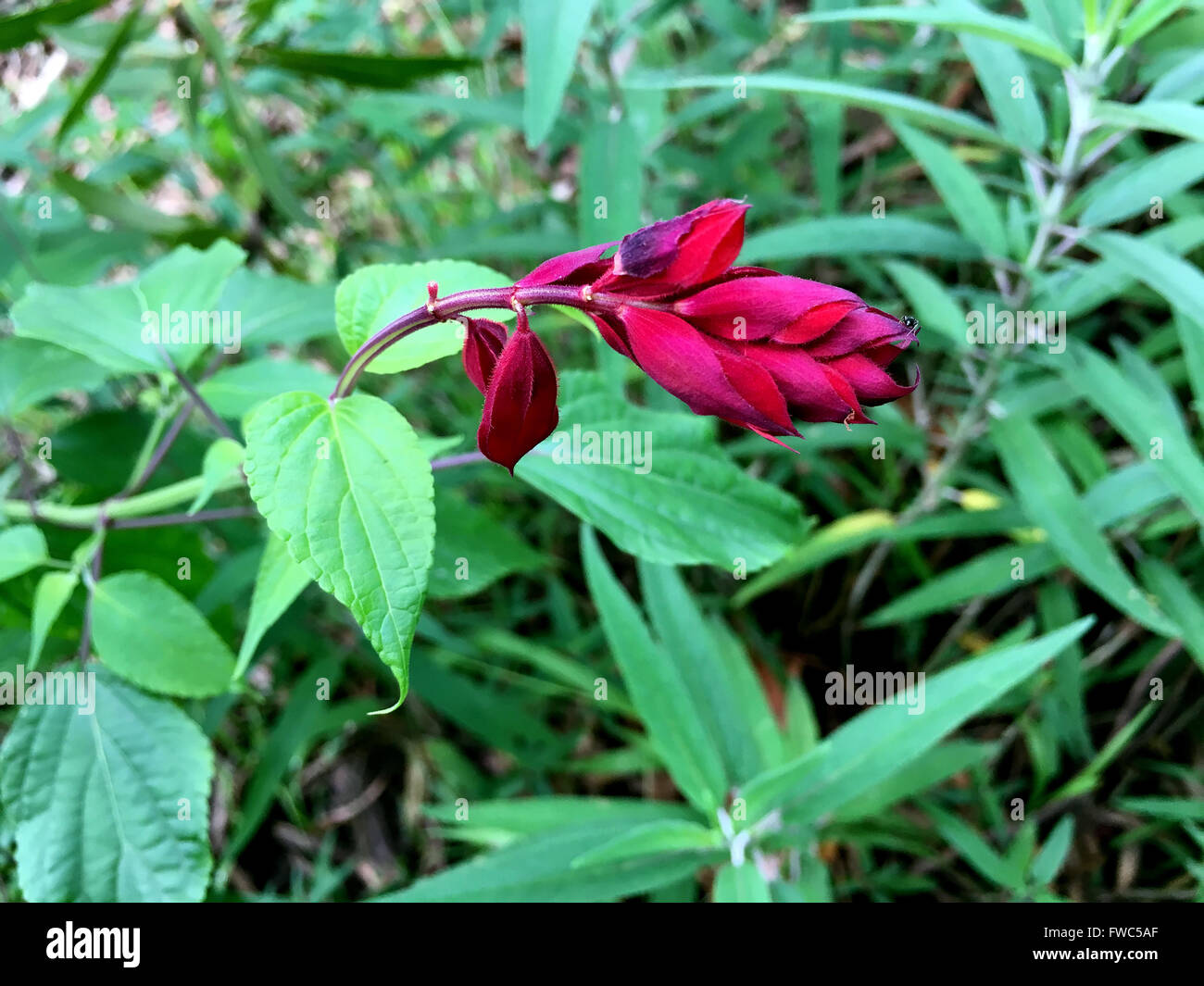 Salvia Van Houttei Stock Photo - Alamy