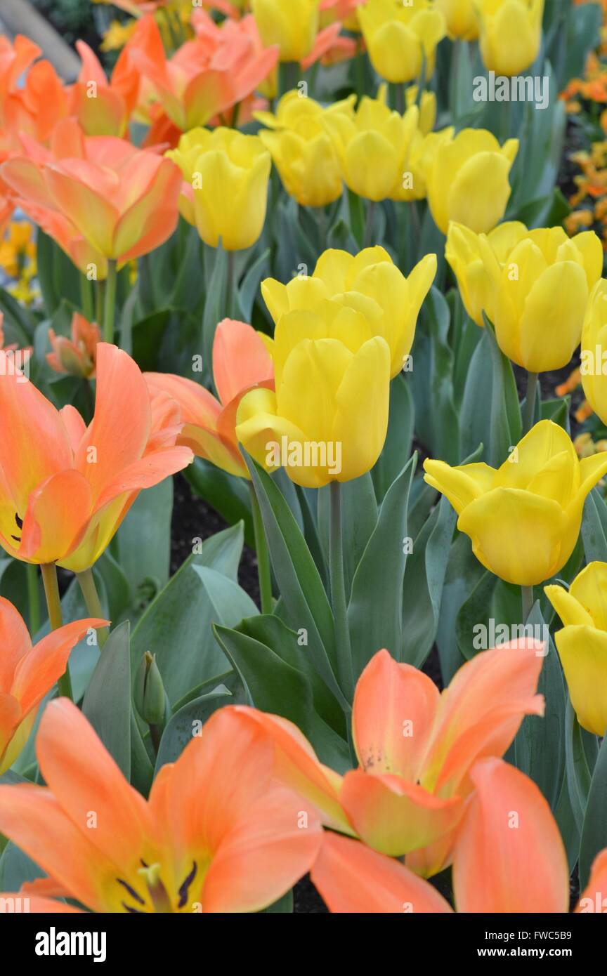 Tulip flower petals hi-res stock photography and images - Alamy