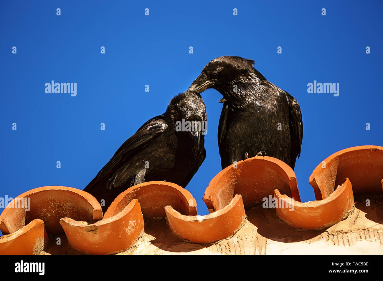 Two Ravens High Resolution Stock Photography and Images - Alamy