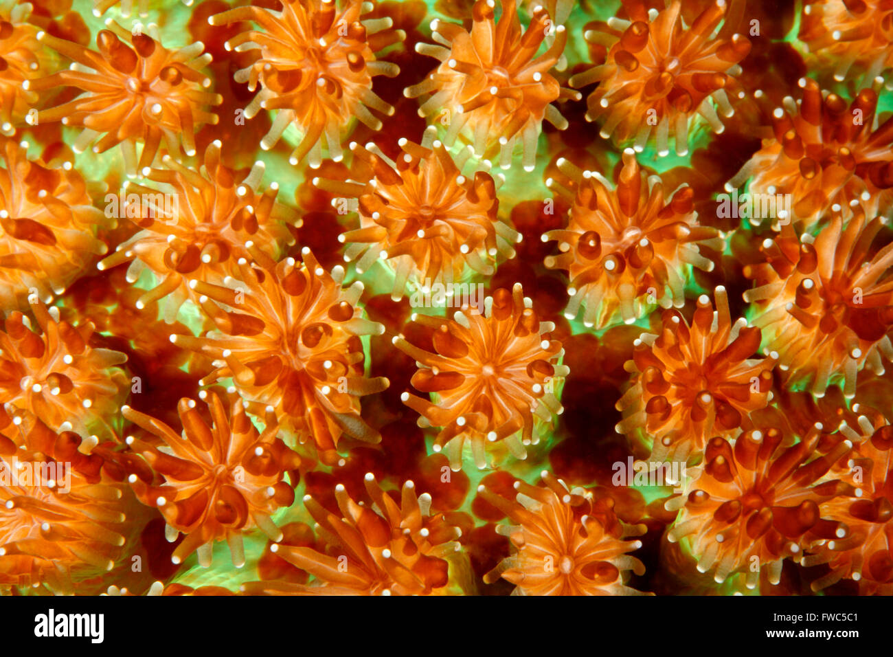 Coral Polyp Stock Photos & Coral Polyp Stock Images - Alamy