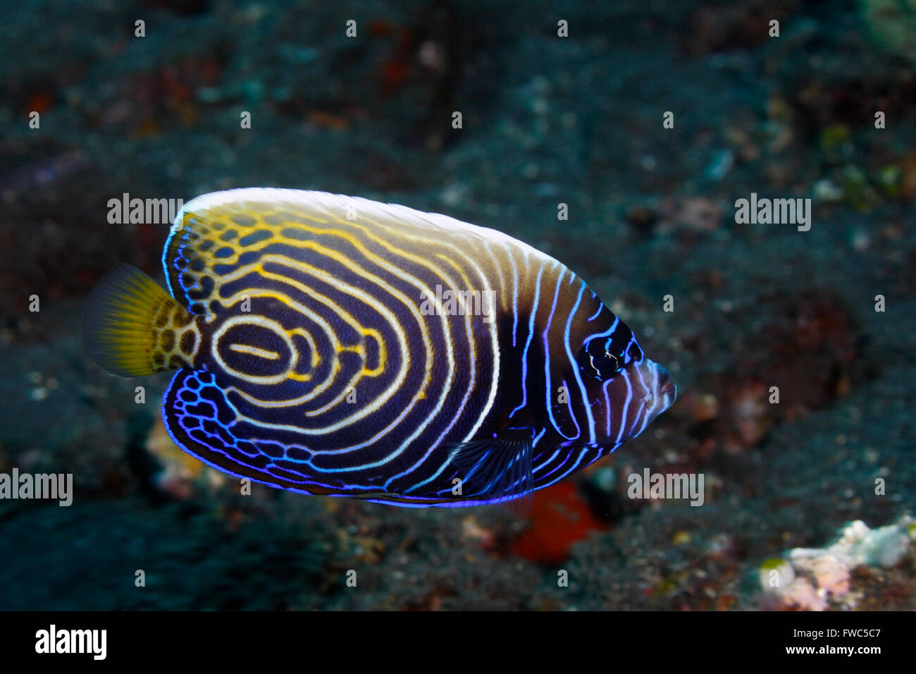 Imperator angel hi-res stock photography and images - Alamy