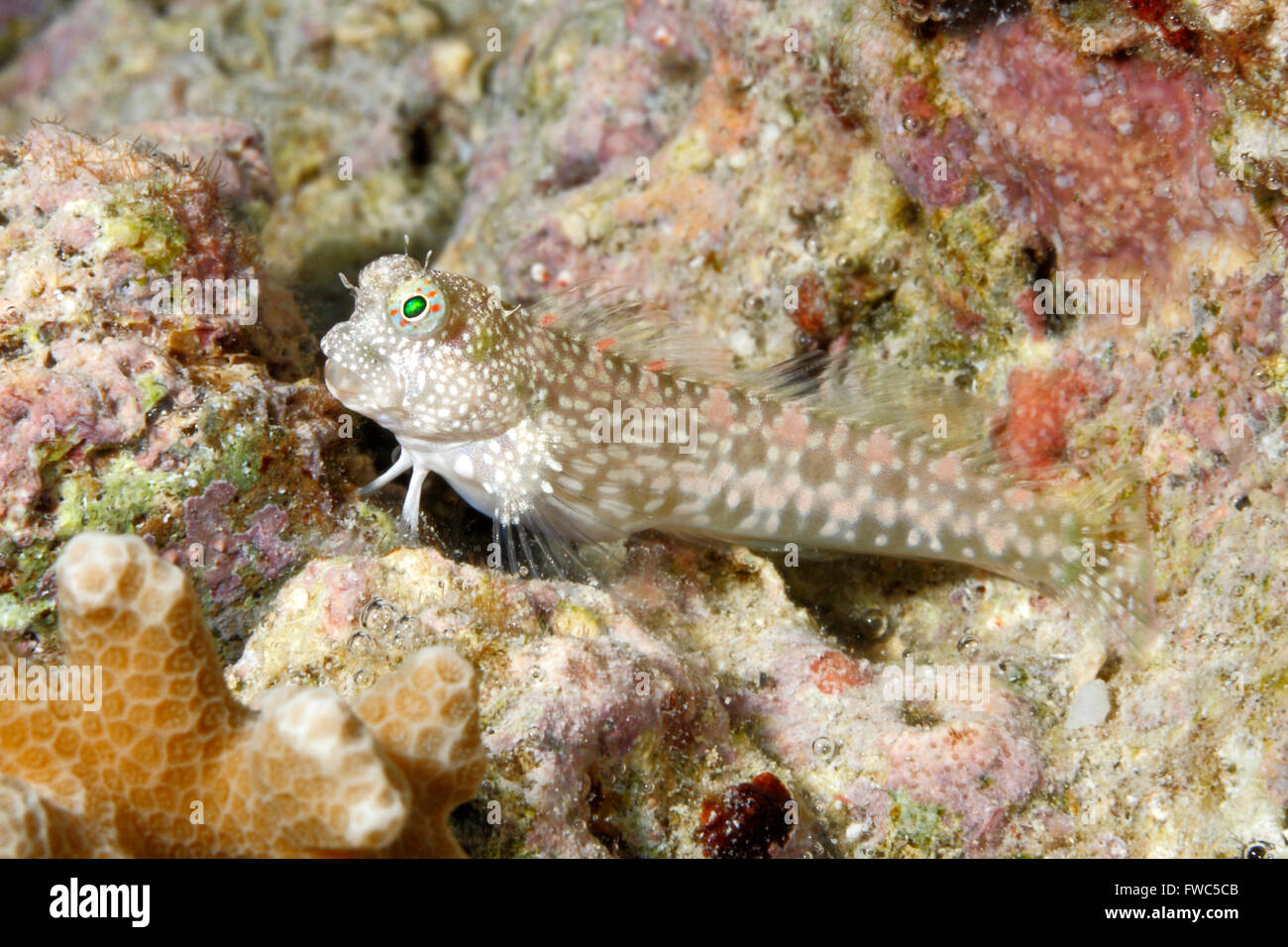 White-Spotted Blenny, Salarias alboguttatus Stock Photo - Alamy