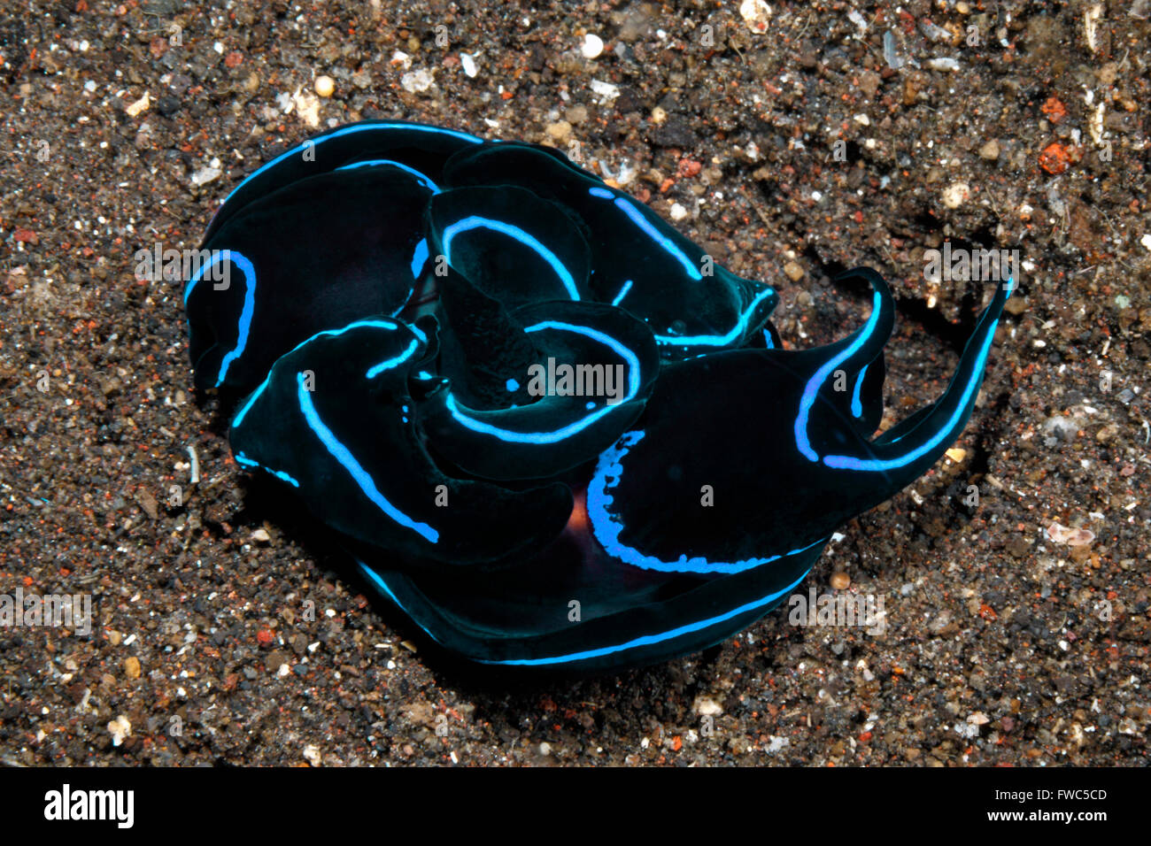 Mating Aggregation of the Headshield Slug, Chelidonura varians.Tulamben ...
