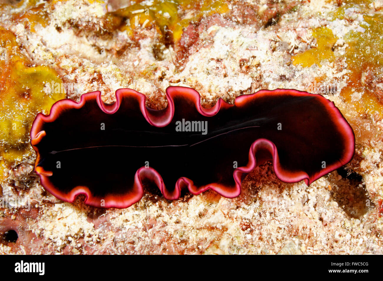 Marine flatworm hi-res stock photography and images - Alamy