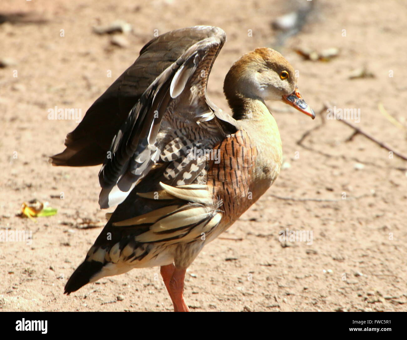 Plumed whistling duck (Dendrocygna eytoni), native to New Guinea and ...