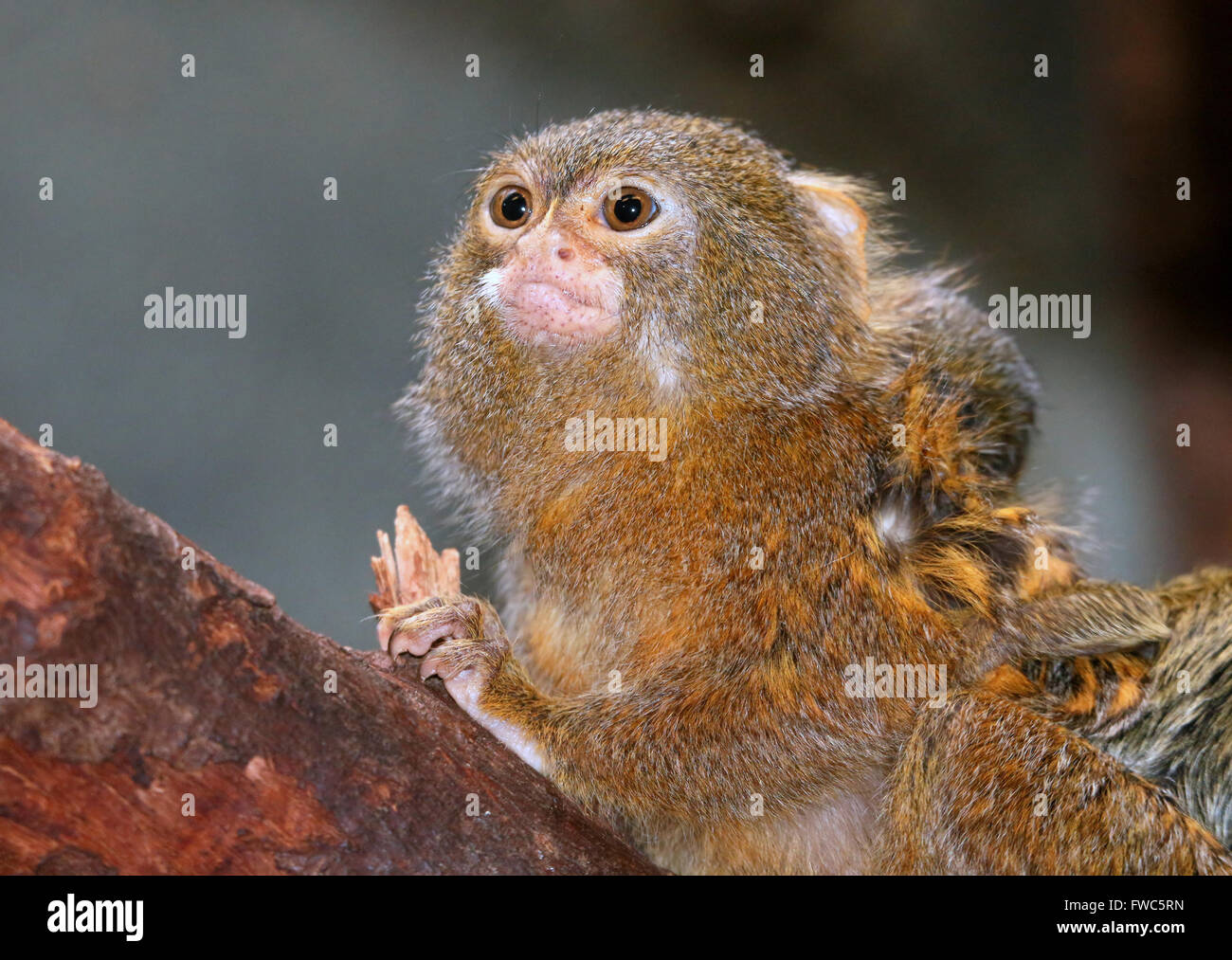 South American Pygmy marmoset (Callithrix pygmaea, Cebuella pygmaea ...