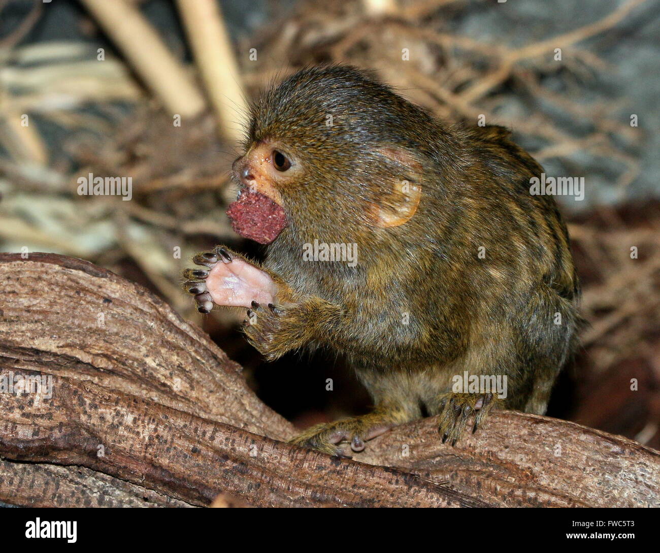 South American Pygmy marmoset (Callithrix pygmaea, Cebuella pygmaea ...