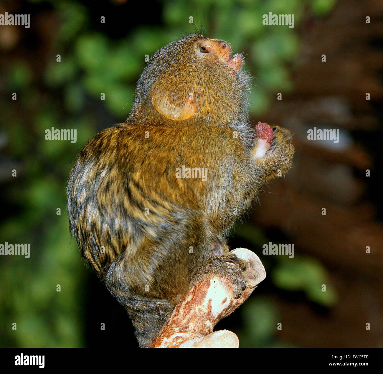 South American Pygmy marmoset (Callithrix pygmaea, Cebuella pygmaea ...