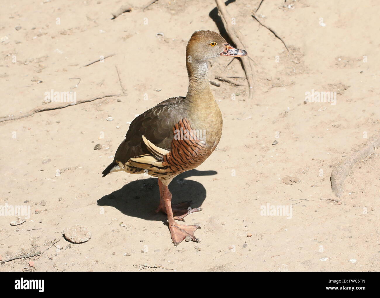 Plumed whistling duck (Dendrocygna eytoni), native to New Guinea and ...