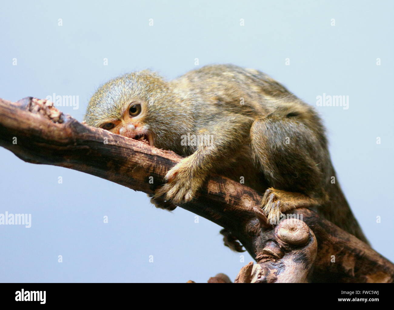South American Pygmy marmoset (Callithrix pygmaea, Cebuella pygmaea ...